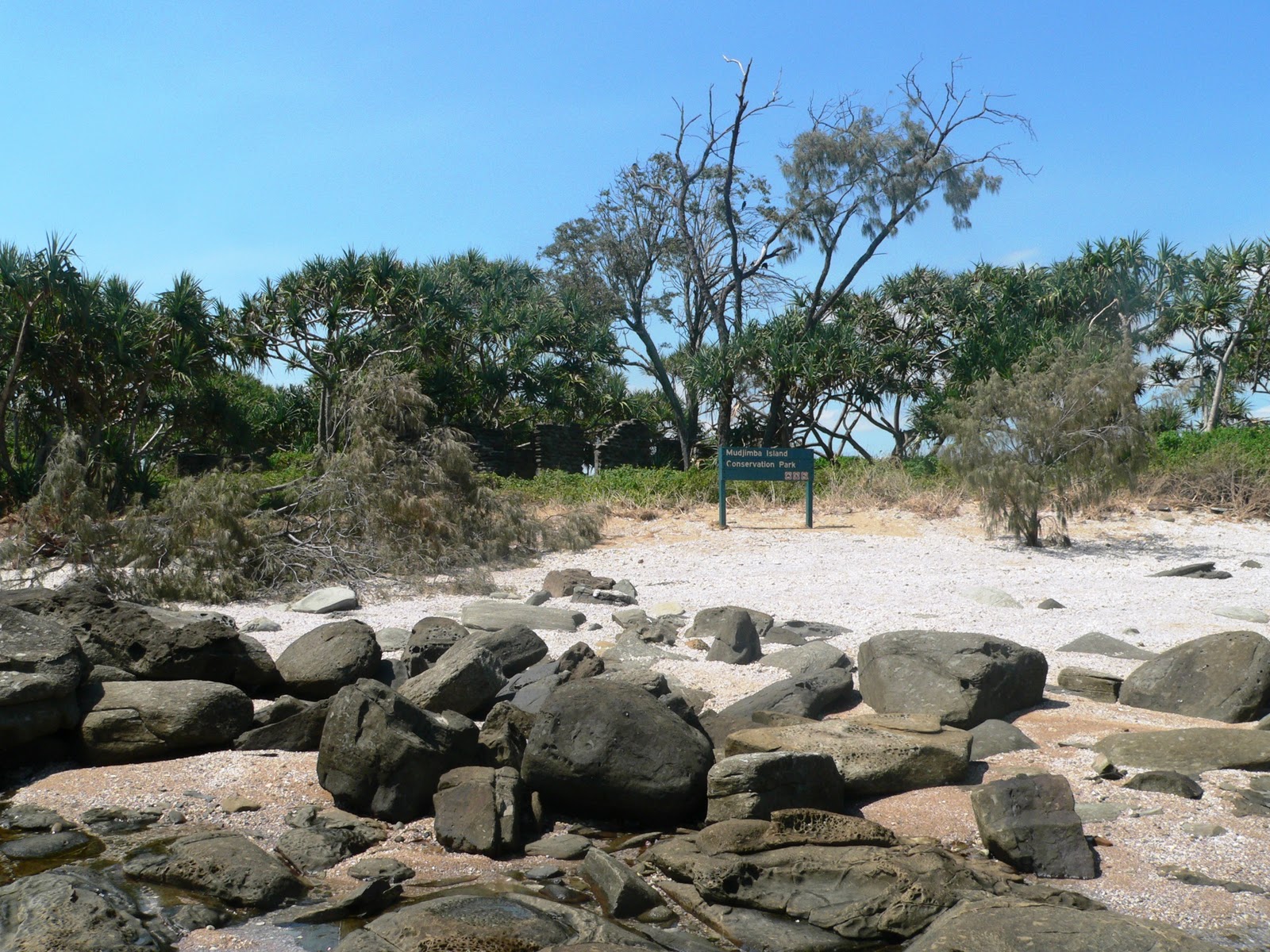 sunshinecoastbirds: A Paddle to Mudjimba Island