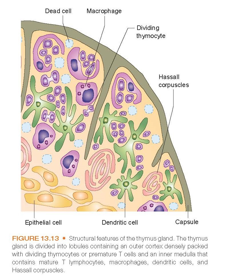 Lymphoid Organs - pediagenosis