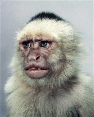 Ekspresi lucu Monyet / Funny Monkey's Expression - steycool blog