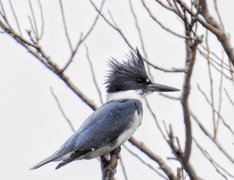 Terrierman's Daily Dose: A Burrowing Carnivorous Bird