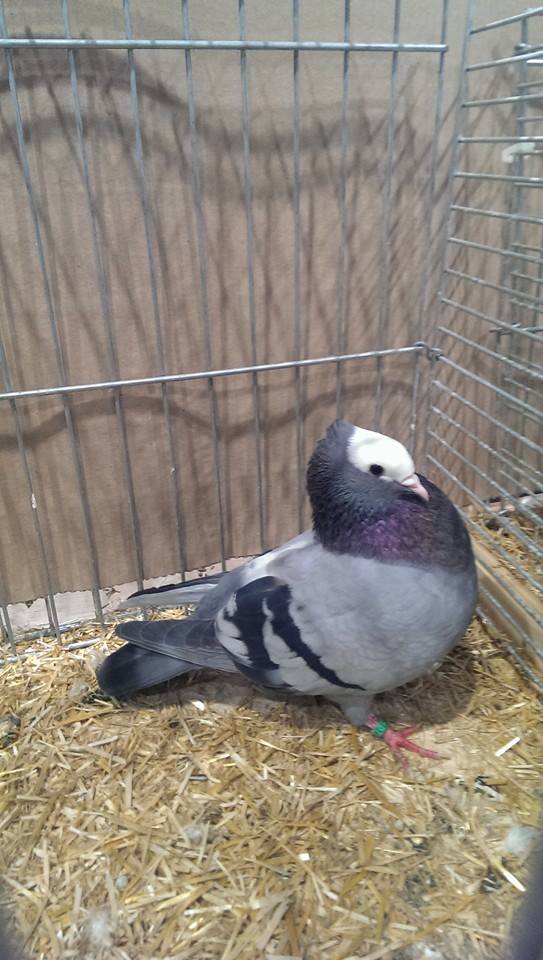 World of Pigeons and Doves: Mookee Pigeon