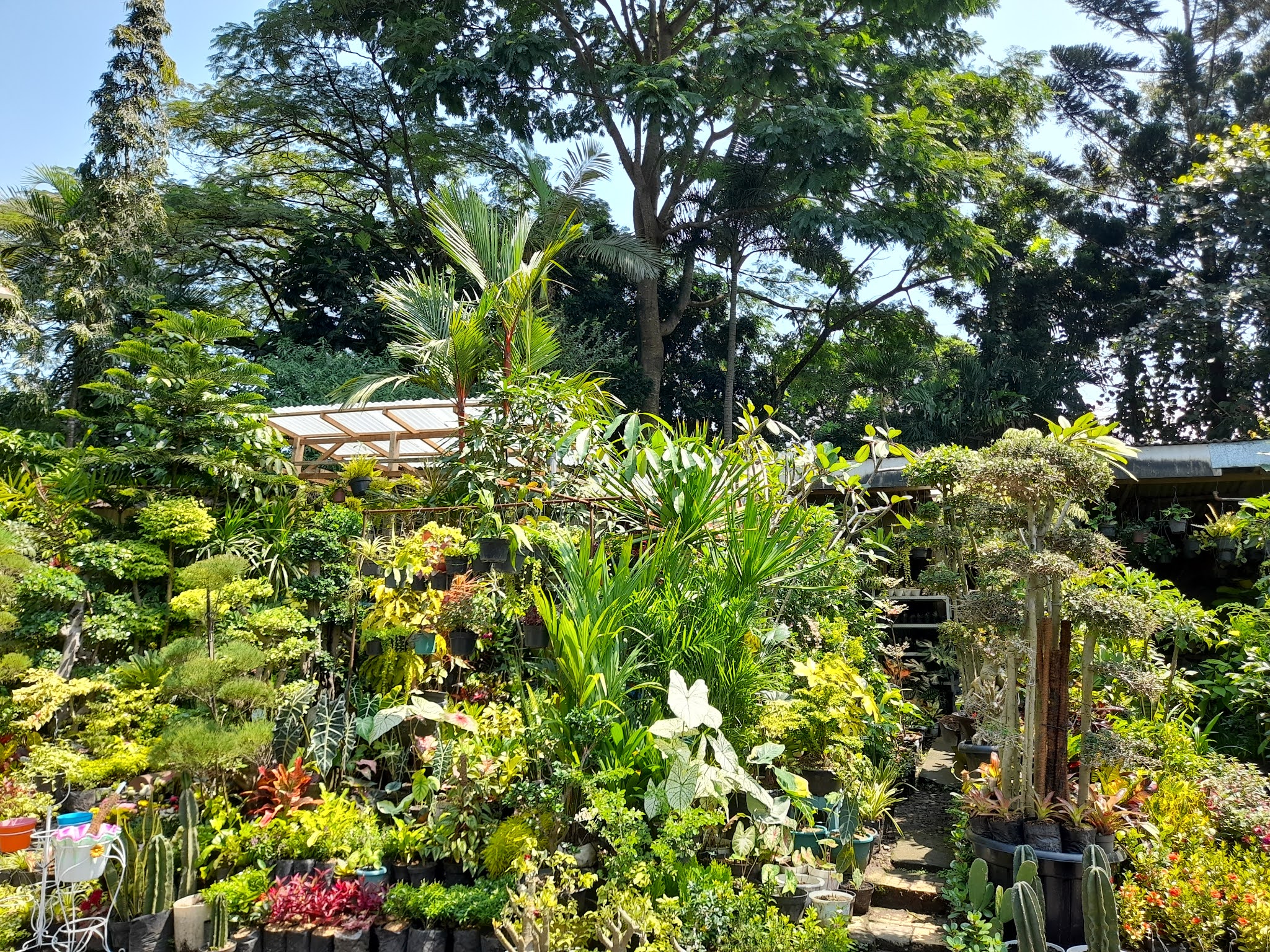 Wisataku di Pasar Bunga Splendid Kota Malang, Berikut Foto-fotonya ...