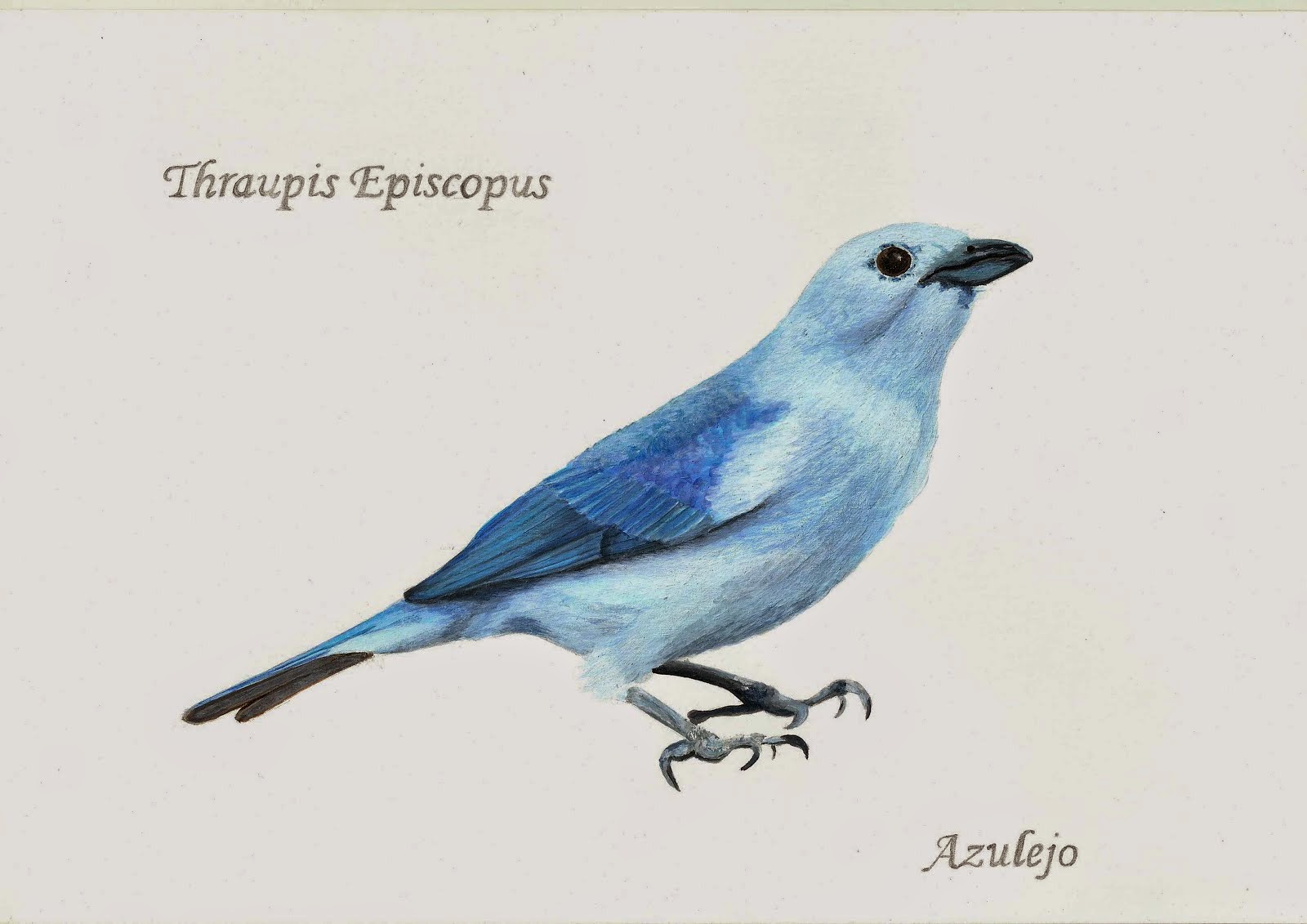 Azulejo - Diana M. Hernández B.