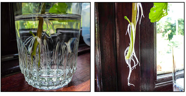 Our Plot at Green Lane Allotments: Watercress experiment - success