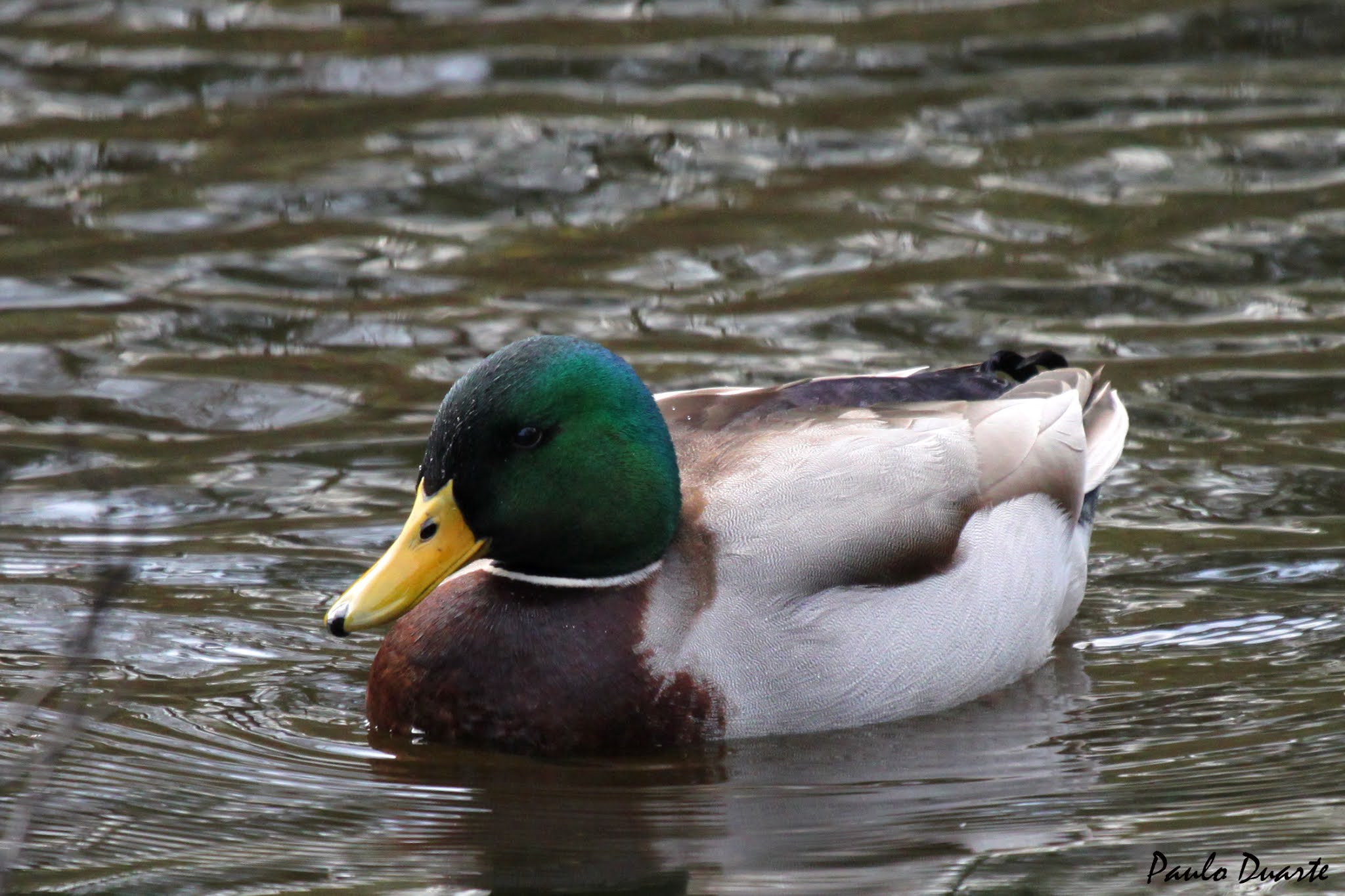 A arte de debicar: Um pato real muito comum...