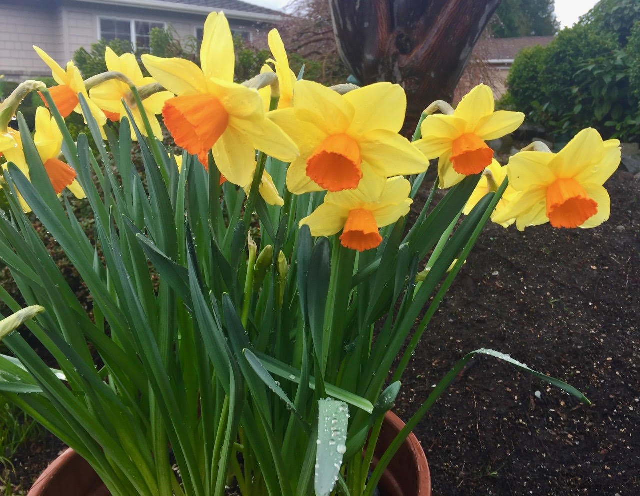 Shoreline Area News: Photo: A host of golden daffodils