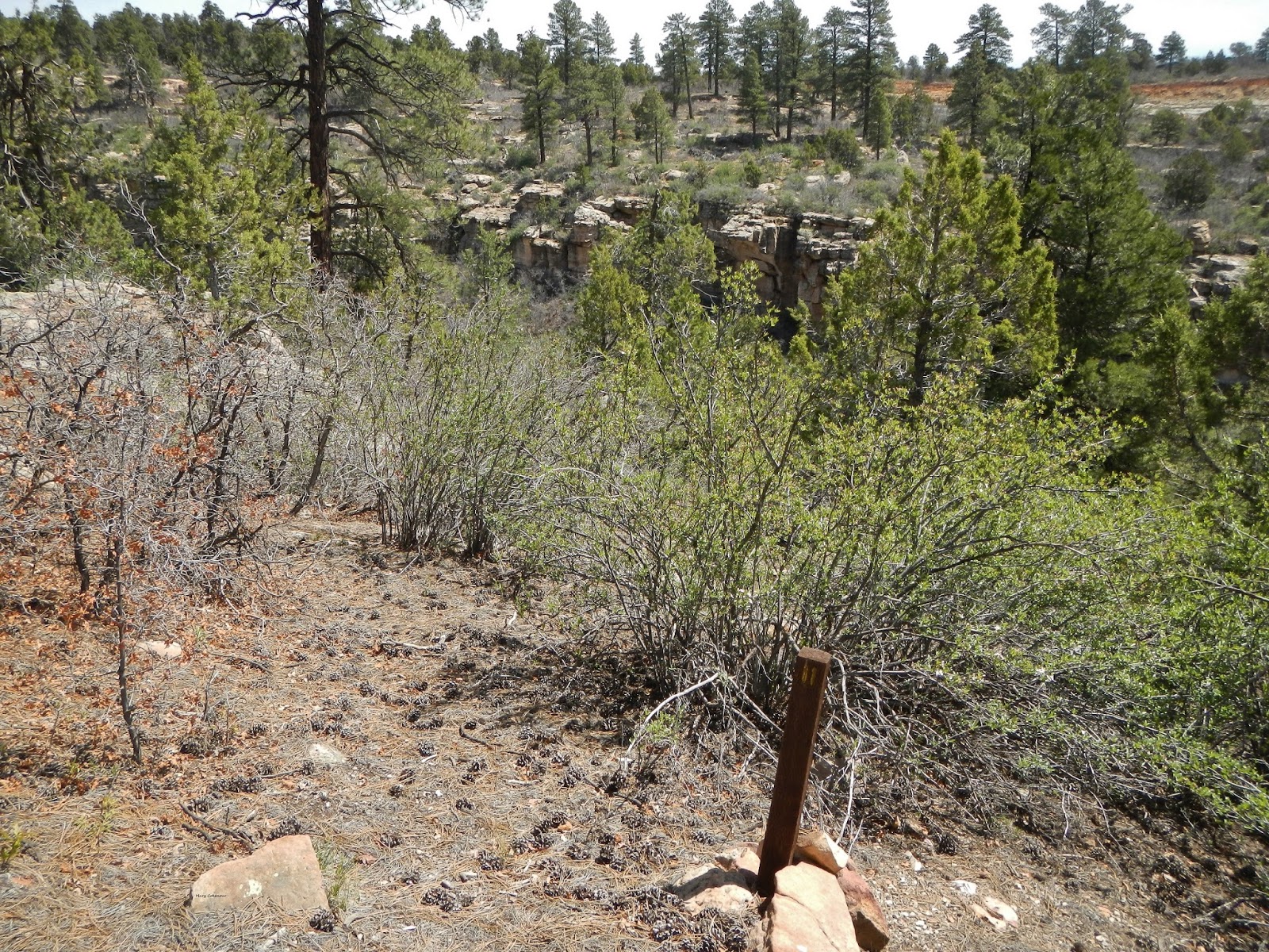 The Southwest Through Wide Brown Eyes: Forest and Man Trail at Devil's ...
