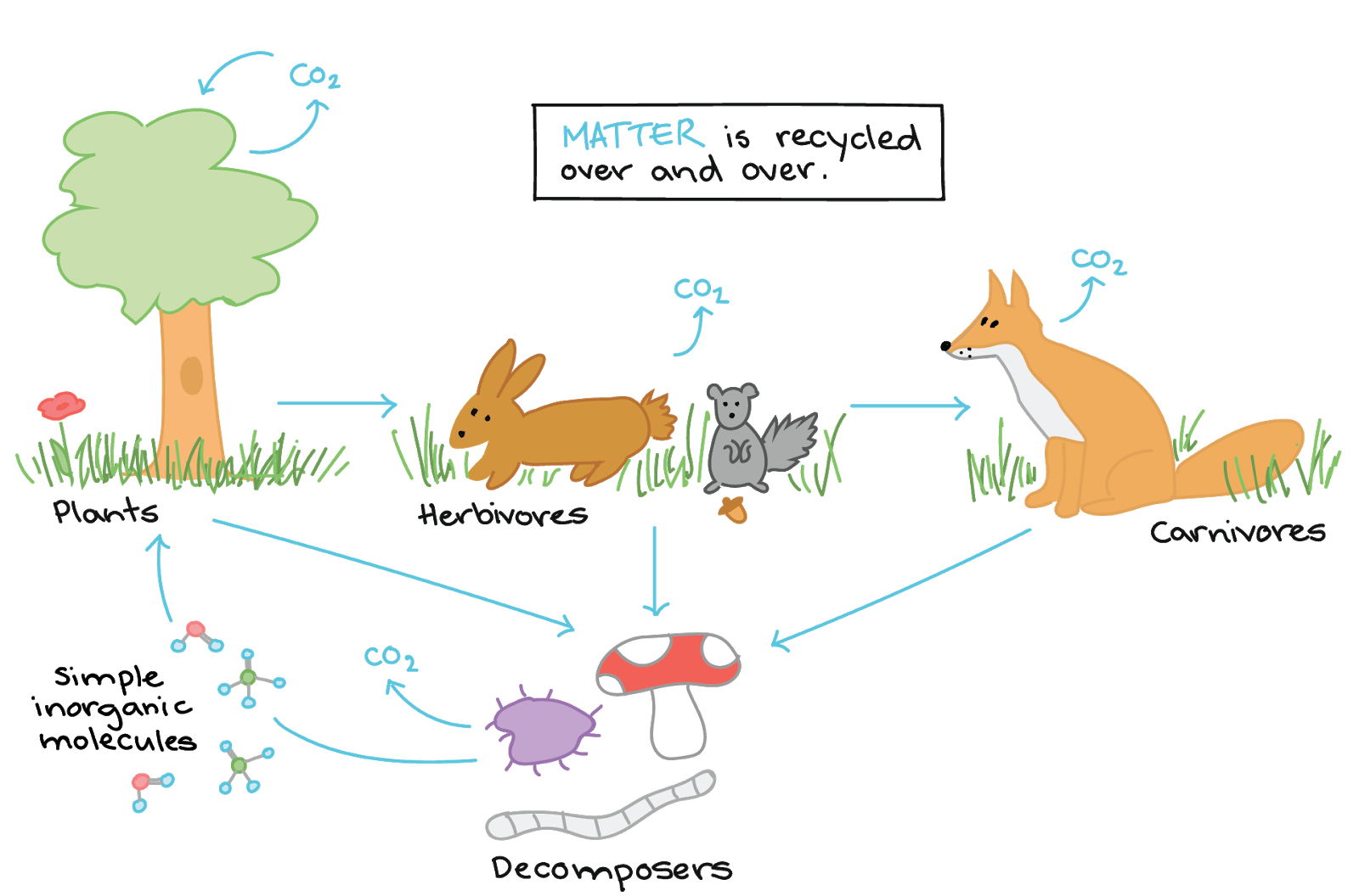 Functions of Ecosystem: Ecological succession, Homeostasis ...