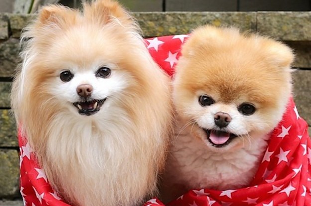 ANIMALS TIME : Dog time (hora del perro) Gallery 13