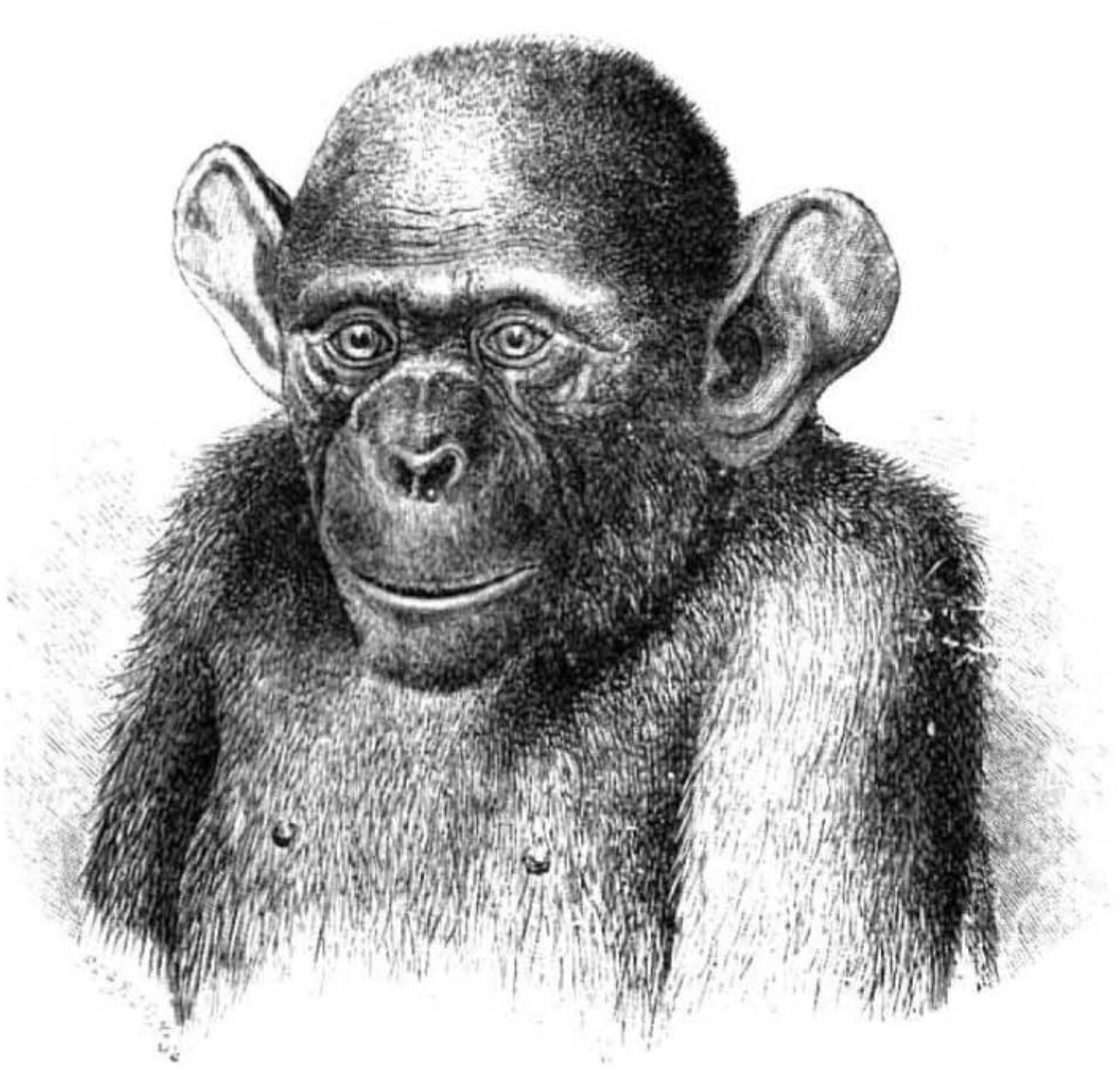 Zoology Jottings: What on earth was the Bald-headed Chimpanzee?