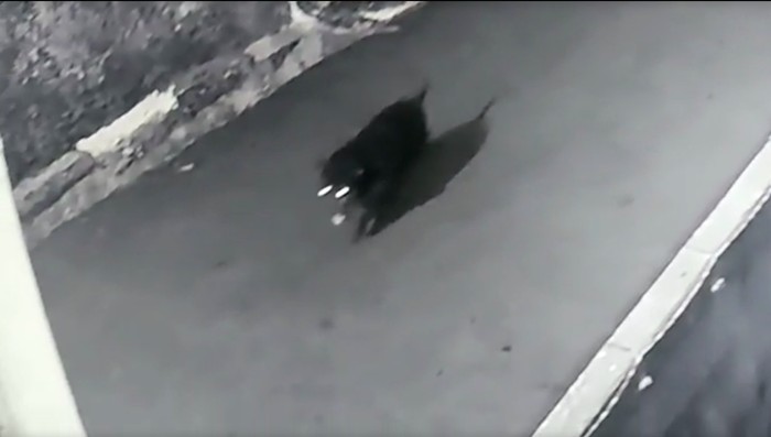 Parakang Hantu Makassar | Manusia Jadi-Jadian | Kisah lengkap - Sang Baco