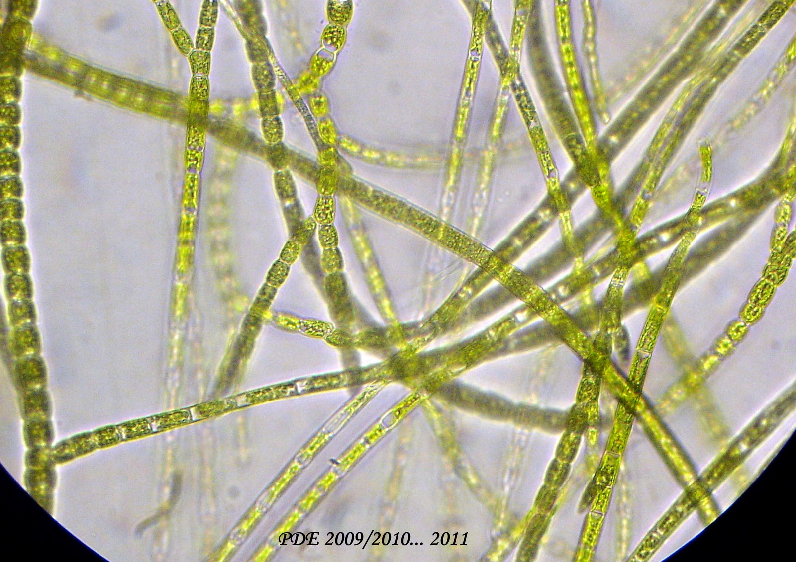 Cultivo de Microalgas em Fotobiorreatores: Microalgas Filamentosas...