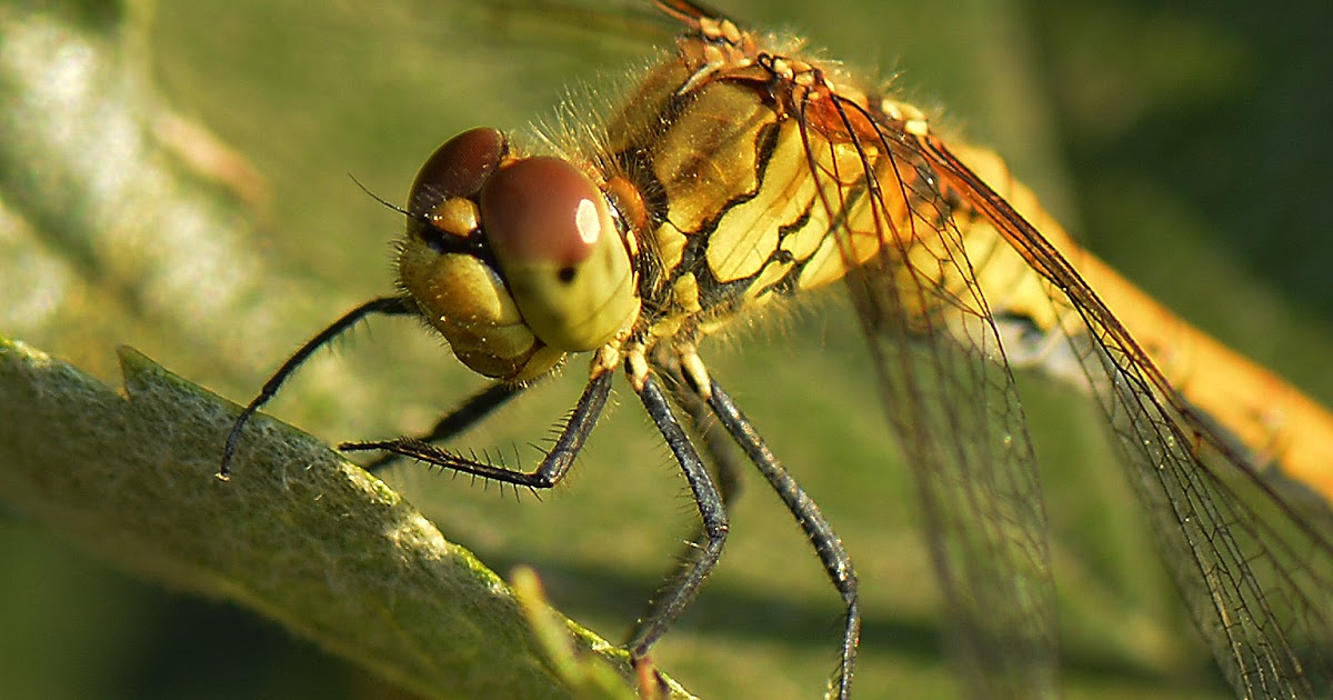 Daisy's Diary: Washed, Sploshed, Trimmed, Cut, & Shaved, Stabbed, poked ...