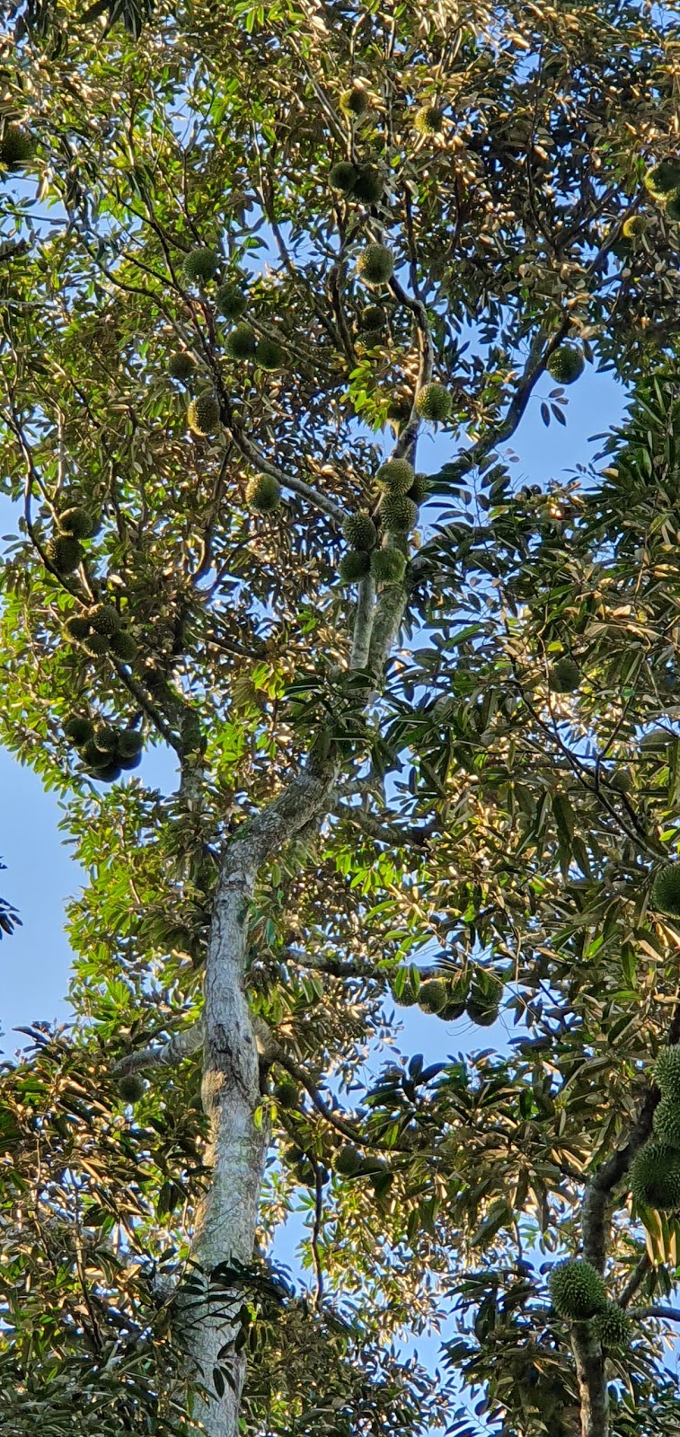 Warisan Petani: Pokok Durian Kampung