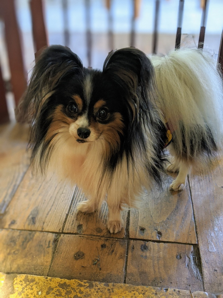 Road's End Papillons : Available Older Papillon