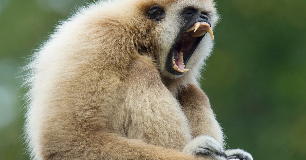 Clancy Tucker's Blog: 22 August 2018 - SOME AMAZING FACTS ABOUT THE GIBBON