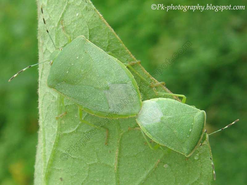 Southern Green Stink Bug | Nature, Cultural, and Travel Photography Blog
