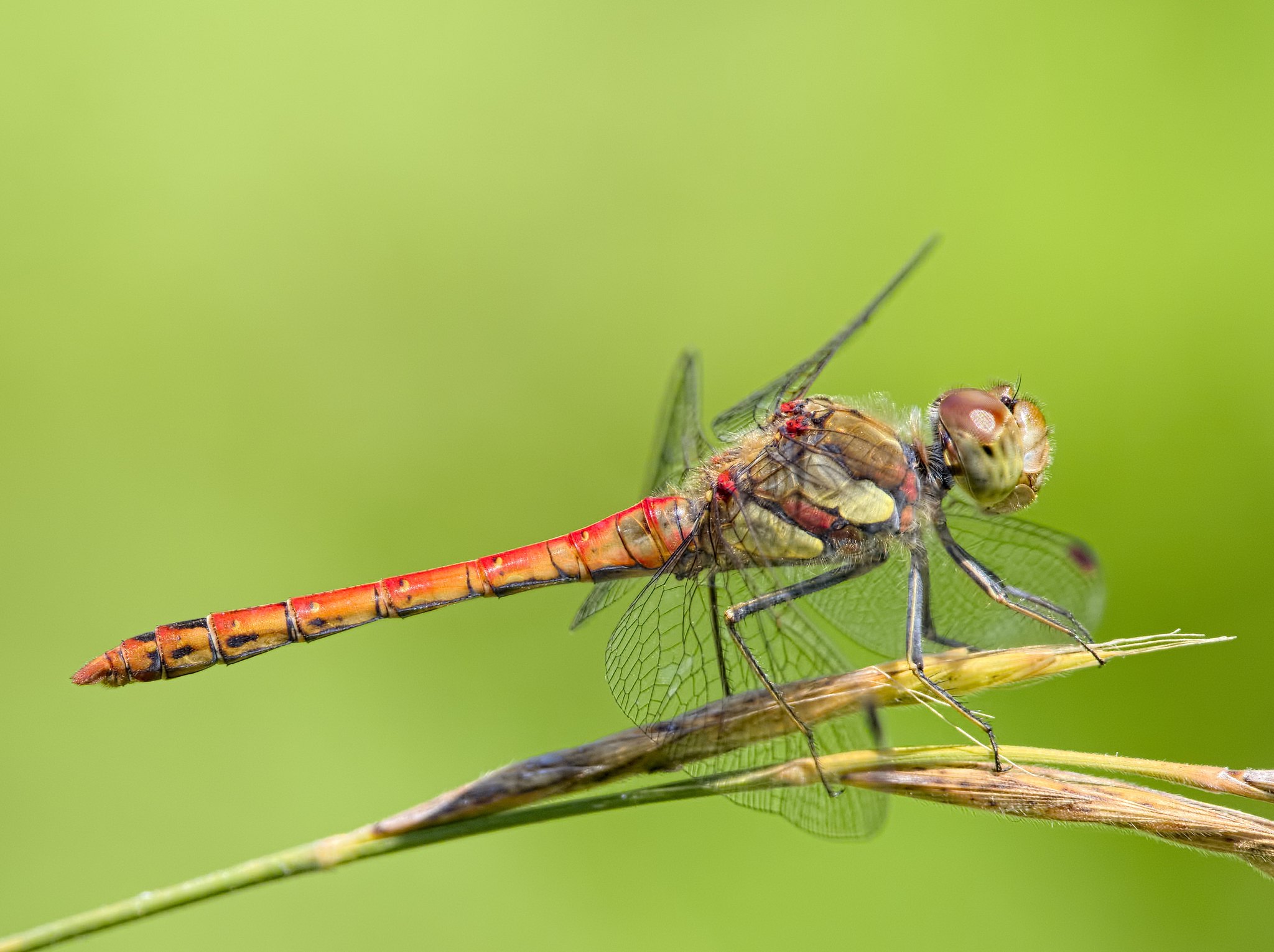 Los Caballitos del Diablo