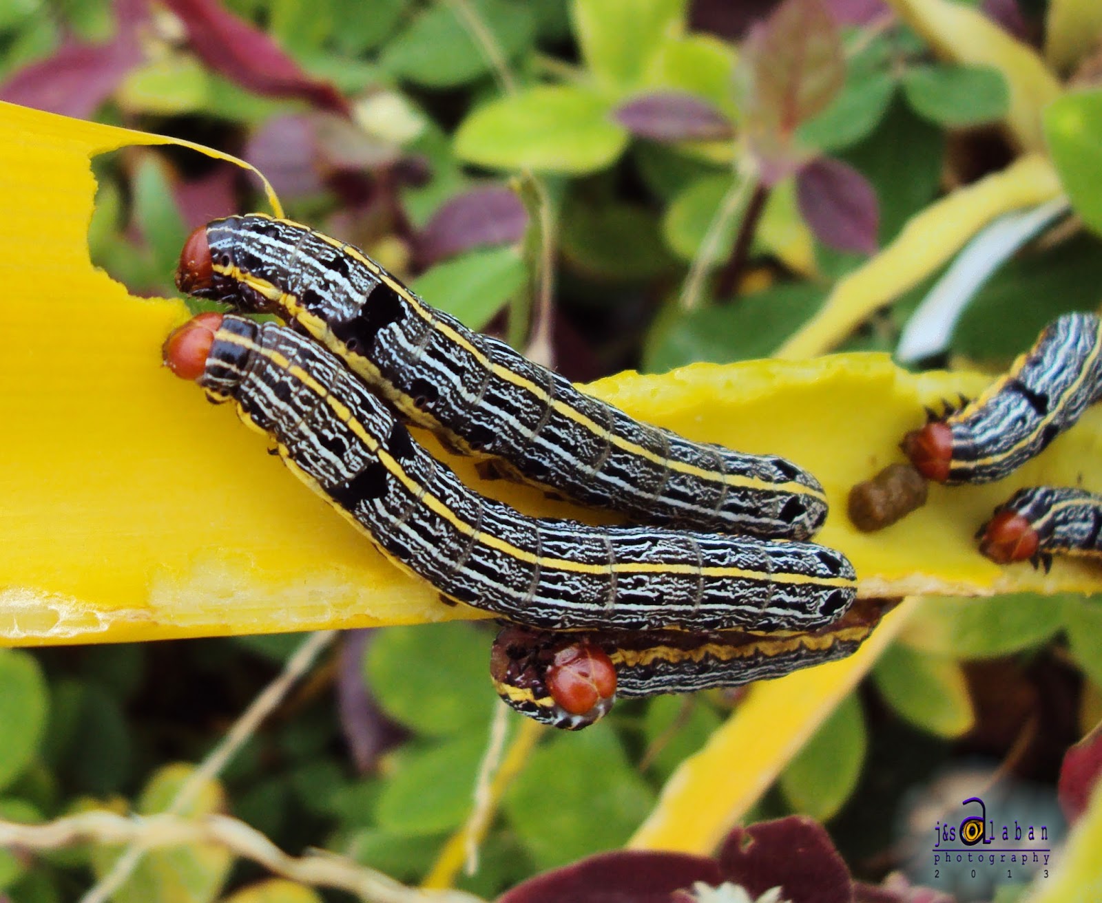 Biodiversity Capiz: Lily Caterpillar Moth