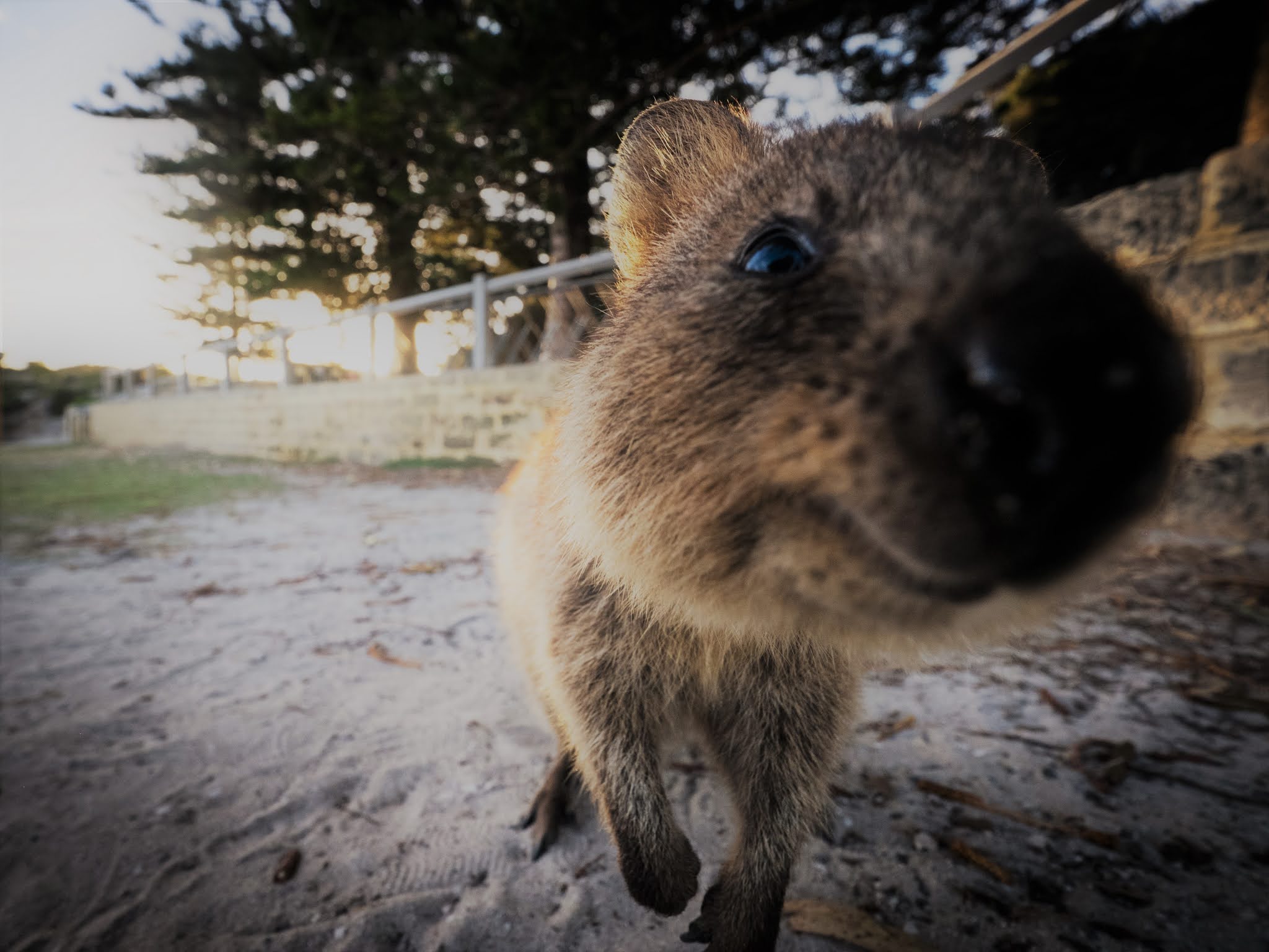 Quokka: Habits, Diet and Other Facts