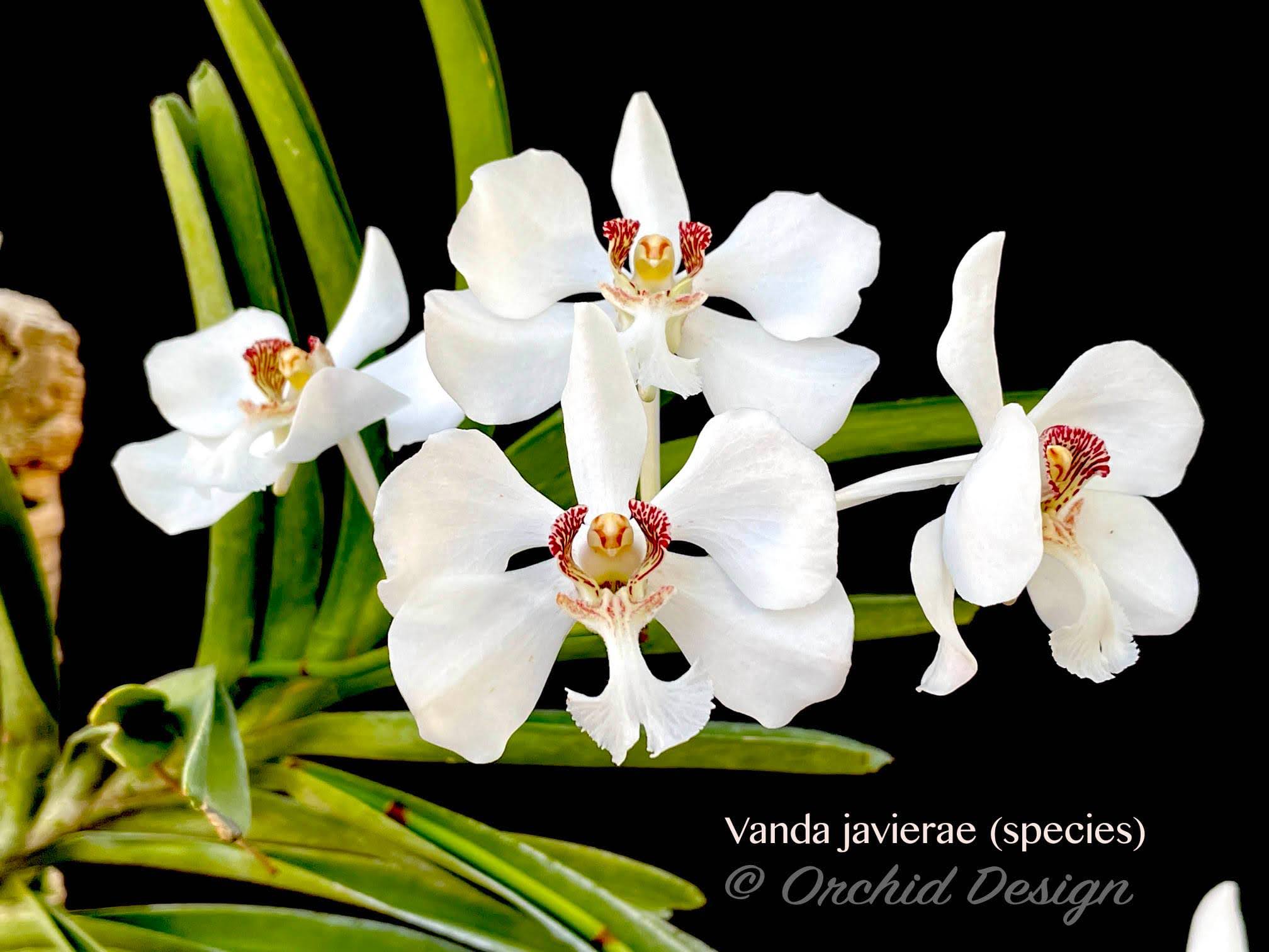 Vanda javierae D.Tiu ex Fessel & Lückel
