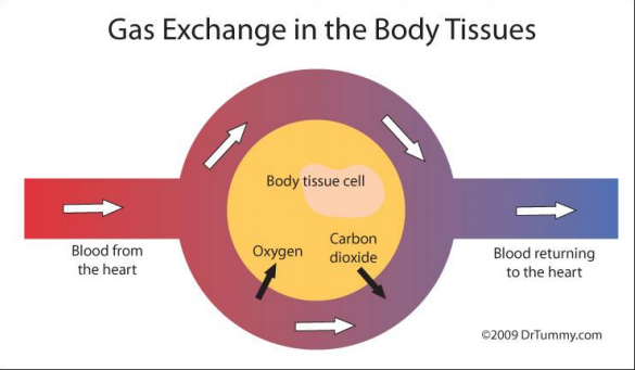 GAS EXCHANGE IN THE TISSUES
