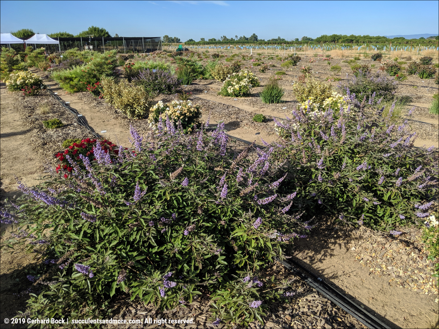 Mid-summer plant evaluations for University of California Landscape ...