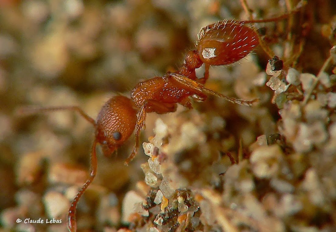 fourmis d'Andalousie: fourmis d'Andalousie