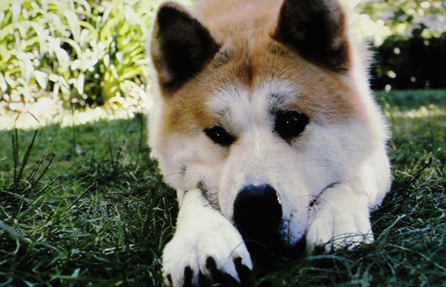 MUSINGS OF A SCI-FI FANATIC: Hachi: A Dog's Tale