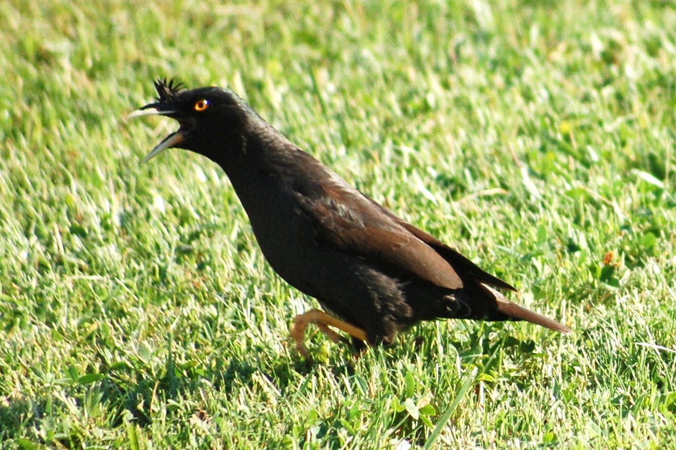Imagens da vida animal: Mainá-de-crista (Acridotheres cristatellus)