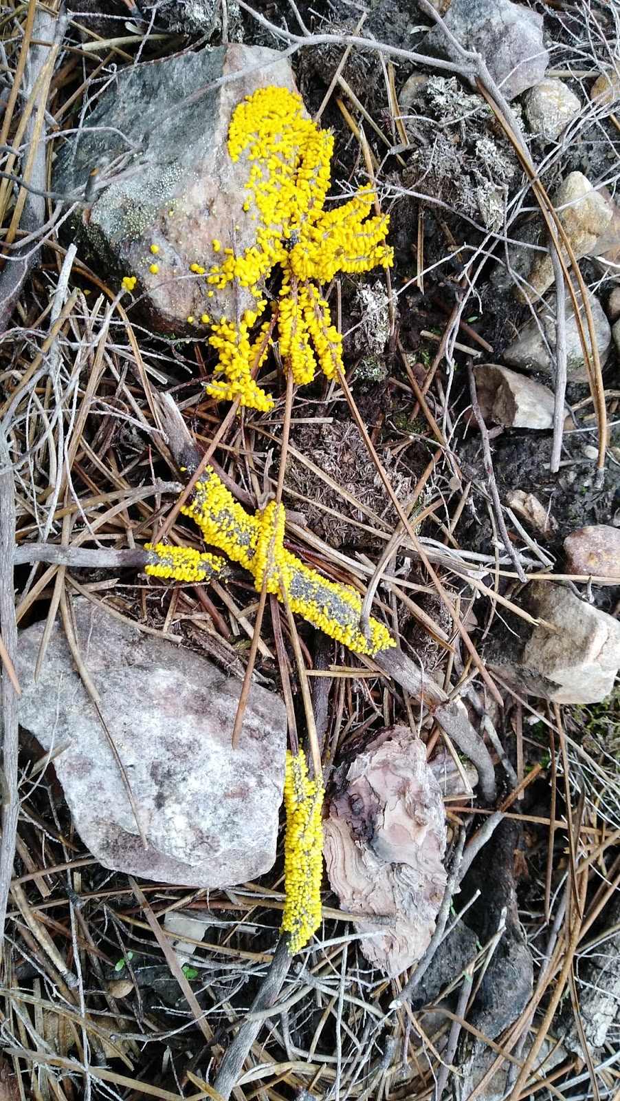 Arroba de los Montes: CATALOGO MICOLOGICO DE ARROBA DE LOS MONTES