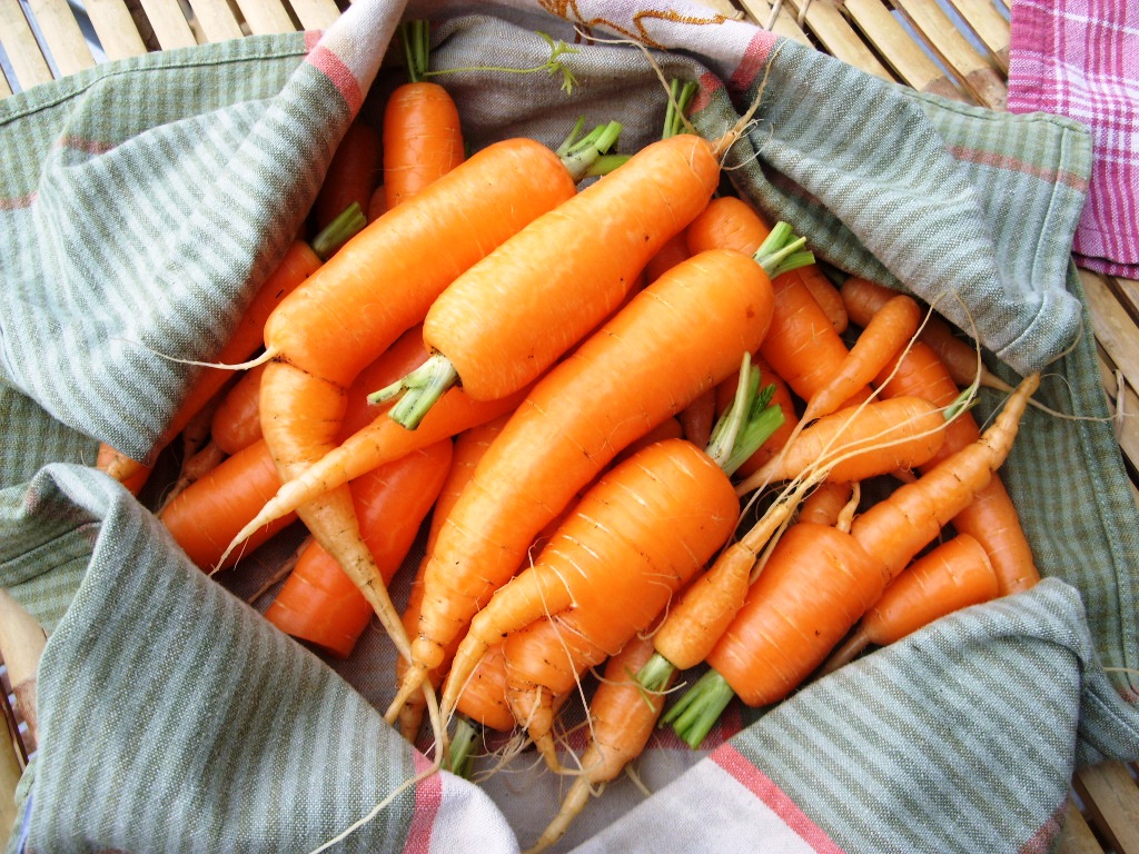 Kelli's Northern Ireland Garden: November Carrots