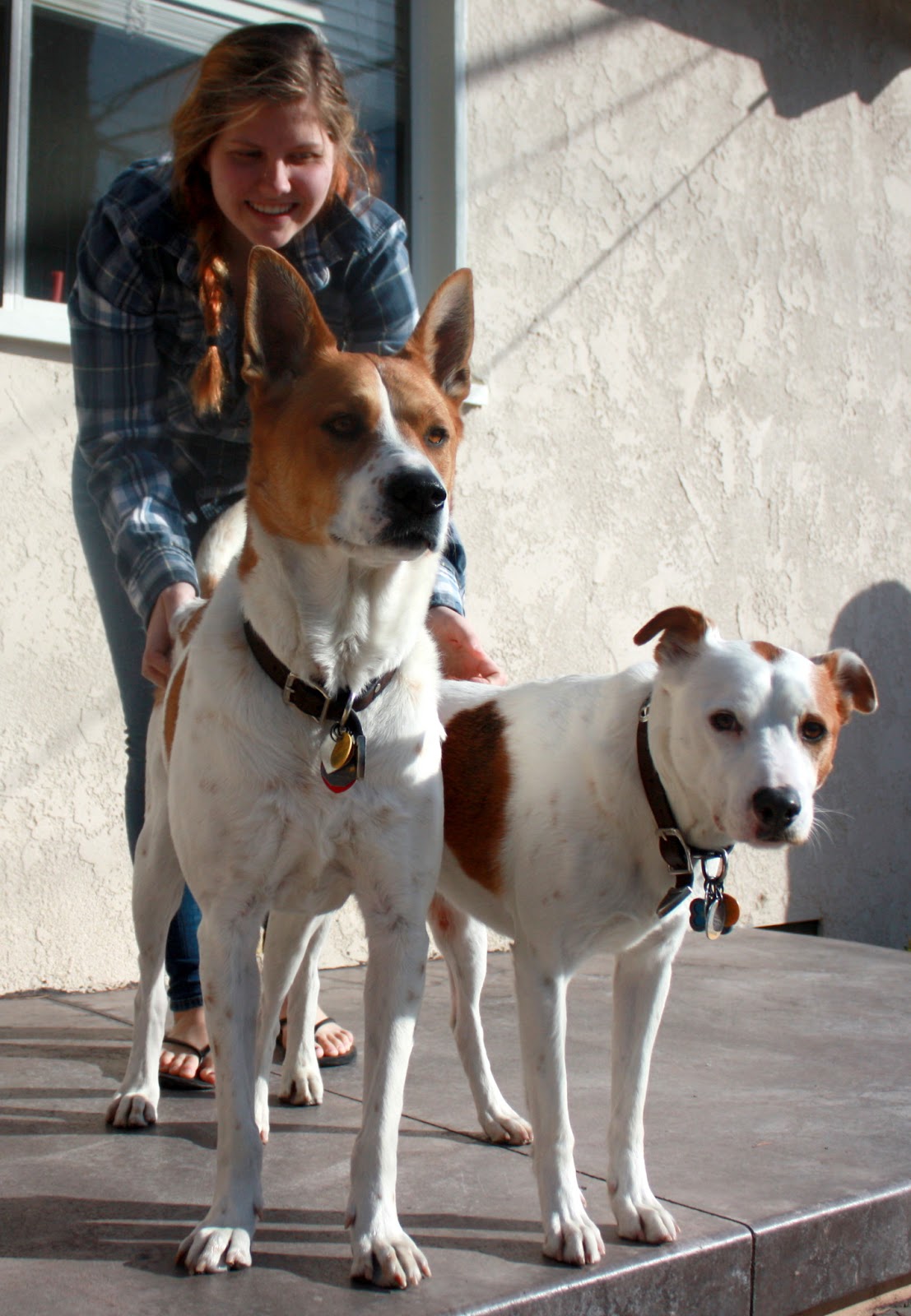 Kathryn Hansen graphite and colored pencil drawings: Pet Photography ...