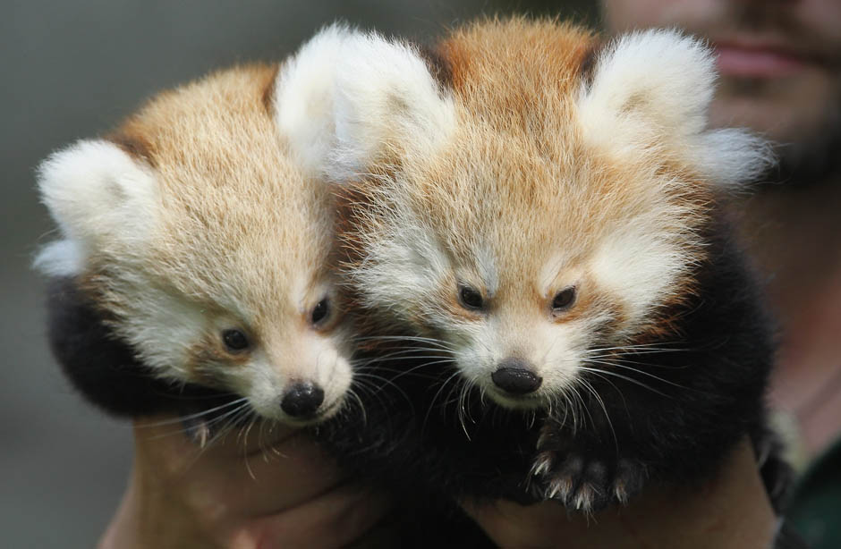 Cute!: Red Panda Babies!