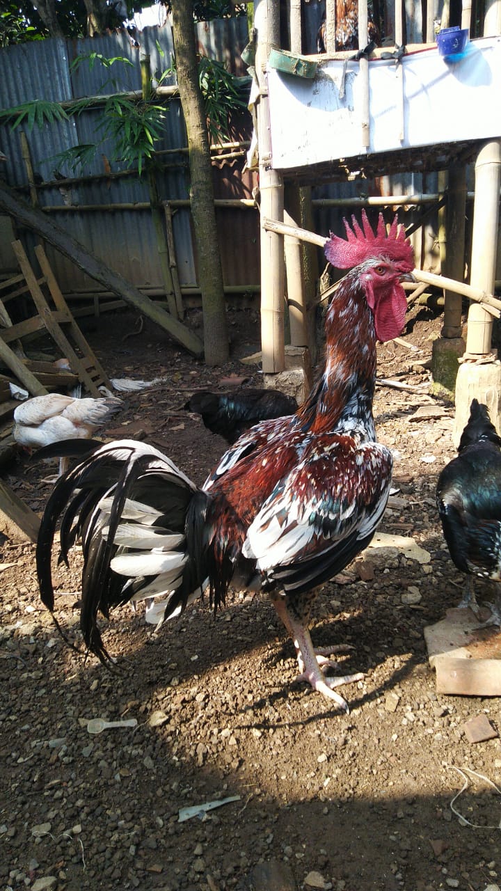 Cara Merawat Bulu Ayam Pelung Agar Mengkilap dan Tidak Mudah Patah | PETERNAK SUKSES MUDA