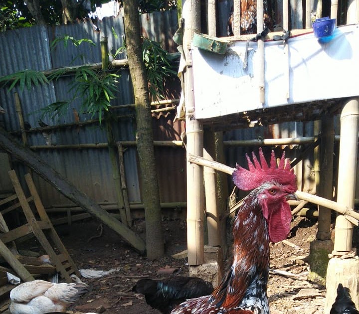 Cara Merawat Bulu Ayam Pelung Agar Mengkilap dan Tidak Mudah Patah | PETERNAK SUKSES MUDA