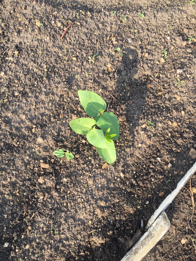 Cuban Cigars, Culture & Lifestyle: El Corojo (Pinar del Rio) another ...