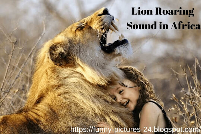 Lion Roaring Sound || Rescued lions roar into South Africa after flight ...