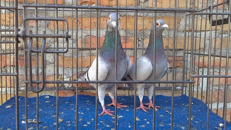 Jejak Langkah: Merpati Pos (Racing Piegon) Indonesia