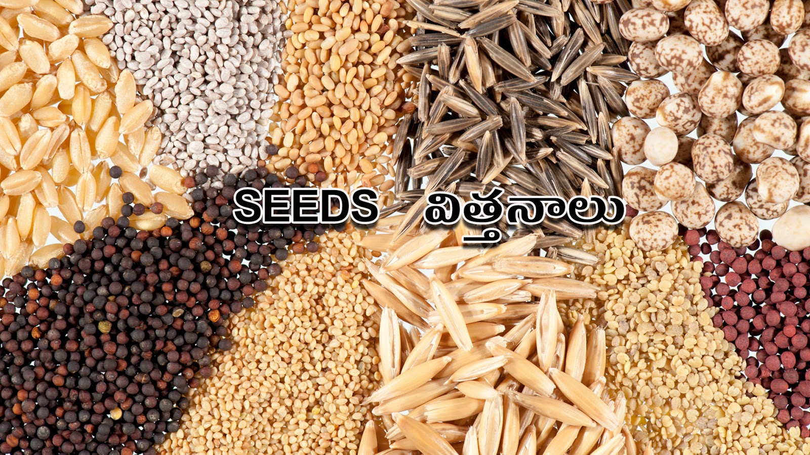 SEEDS VITHANAALU Picture Dictionary English Telugu