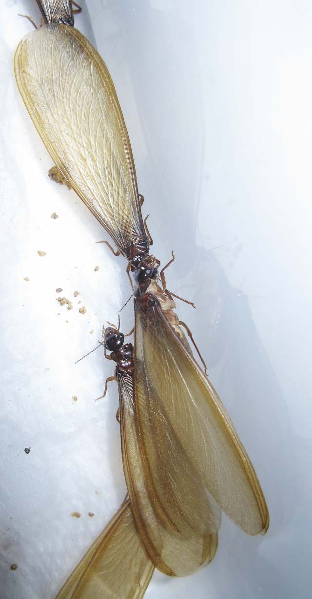 Photos and Info on Ants and Termites of Malaysia: Macrotermes Gilvus