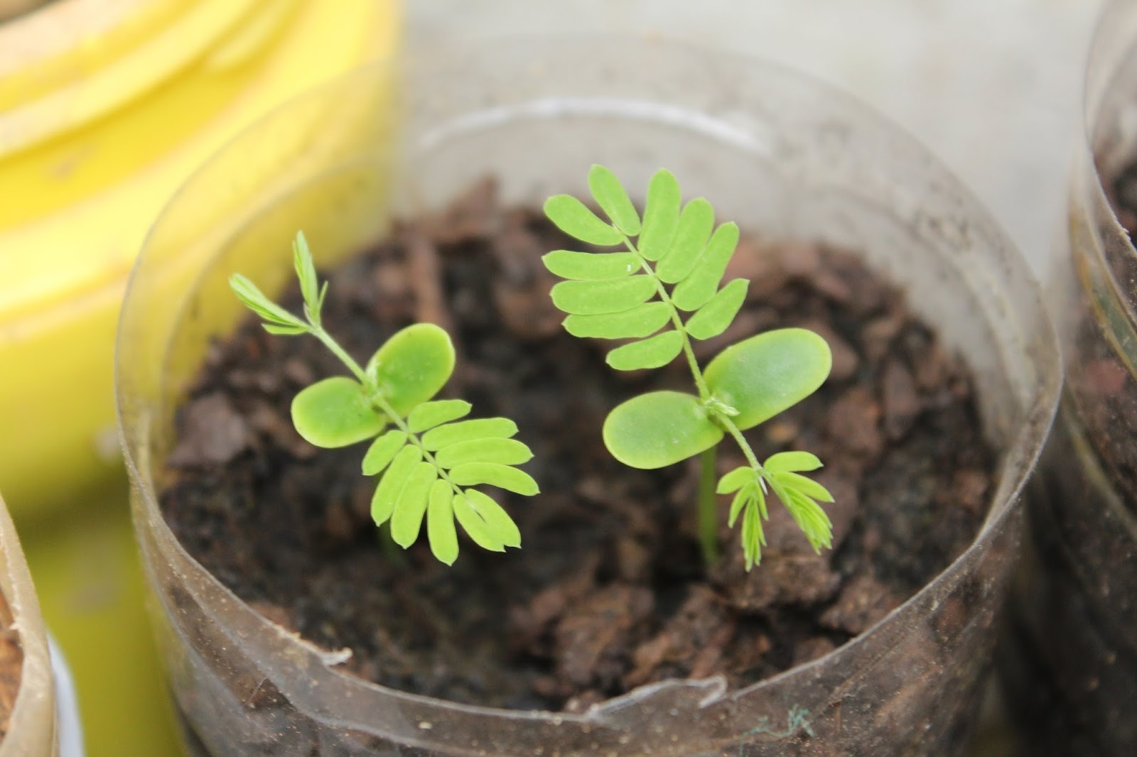Delonix Regia: Delonix Regia