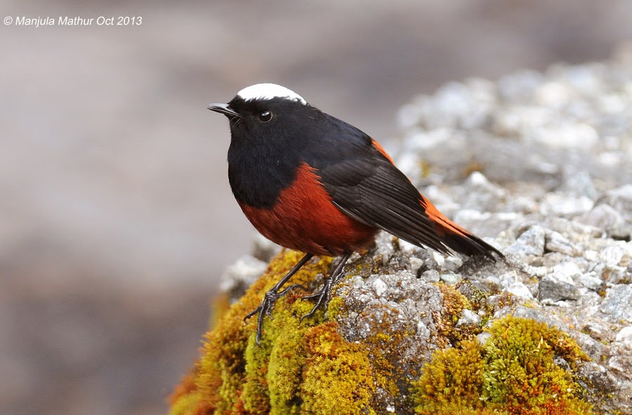 Indian Birds Photography: (delhibirdpix) White-capped Redstart