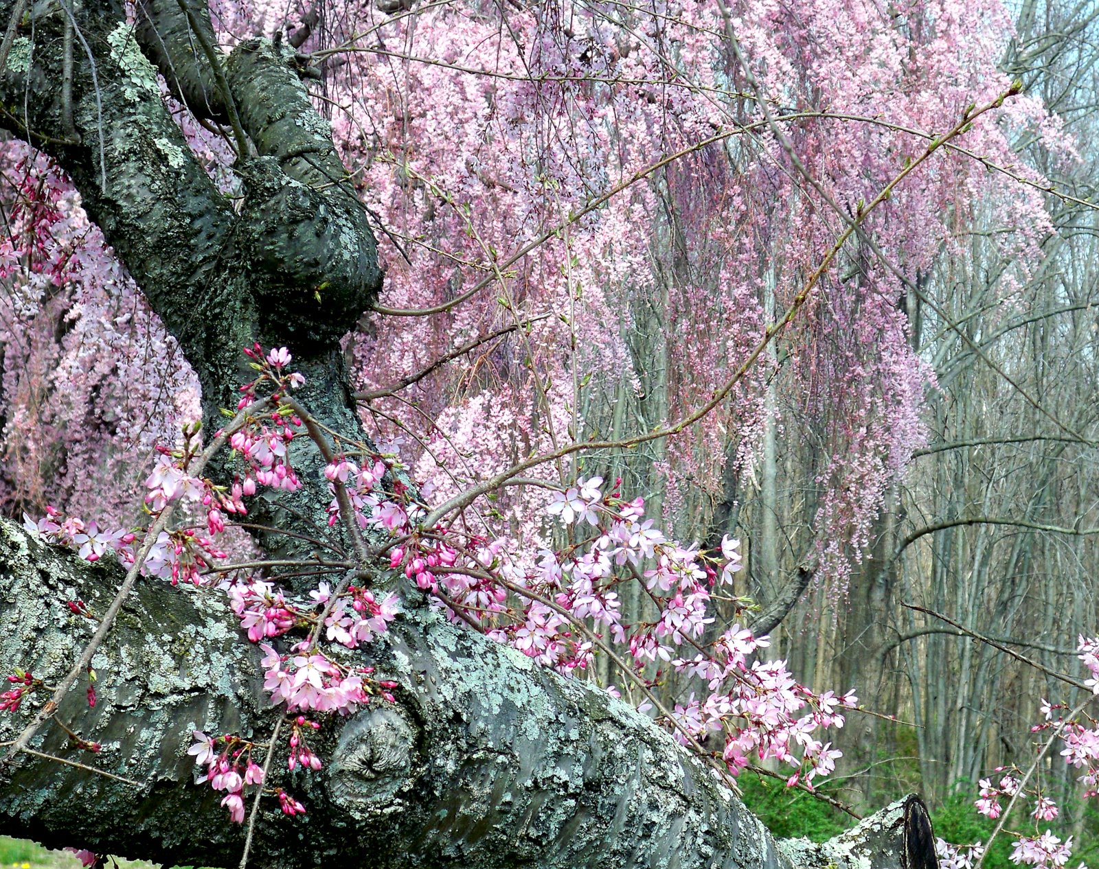 Abby - Rose Freelance Photography: Color's of Spring as Weeping Tree's ...