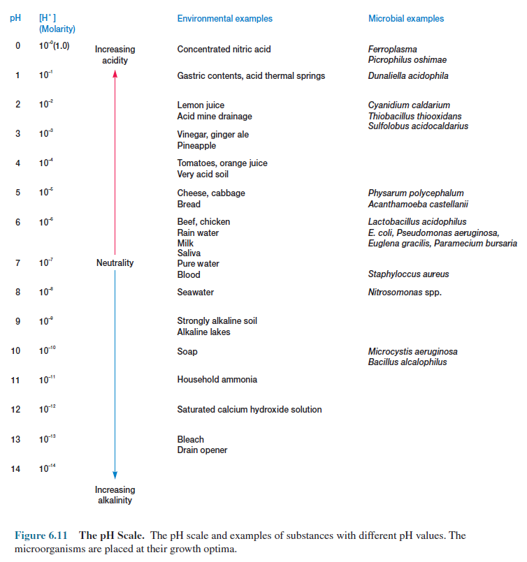 Microbiology Notes: Microbial Growth : Bacterial Growth Curve
