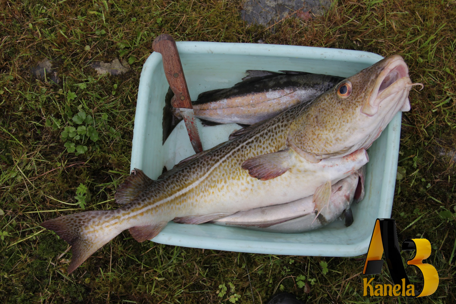 BACALAO (Variedad de Pescado) ~ Kanelamonje