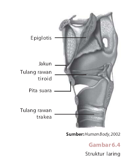 Sistem Pernafasan Pada Manusia, Fungsi Dan Gambarnya