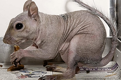 The News For Squirrels: Bald Squirrel Stumps English Vets