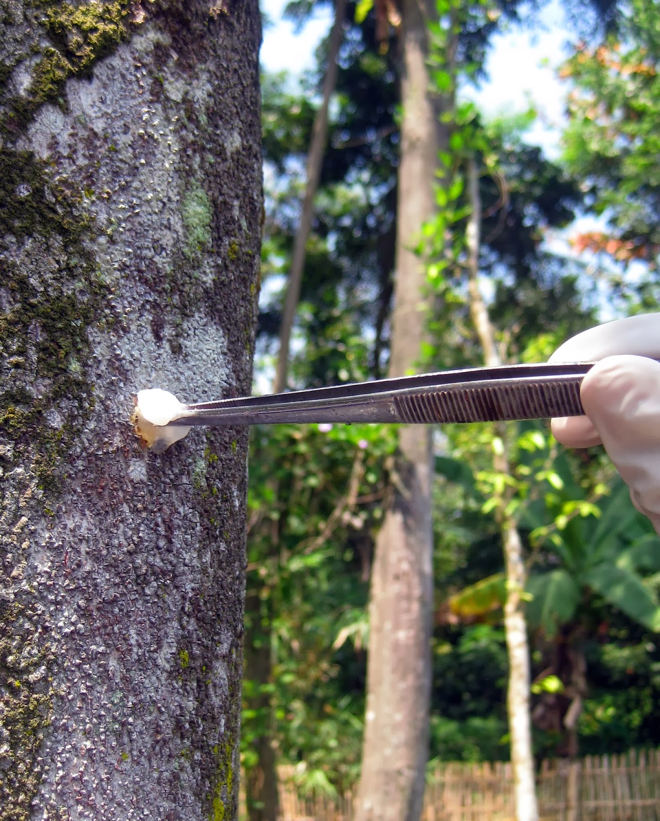 PRODUKSI GAHARU MELALUI TEKNIK BIO-INOKULASI