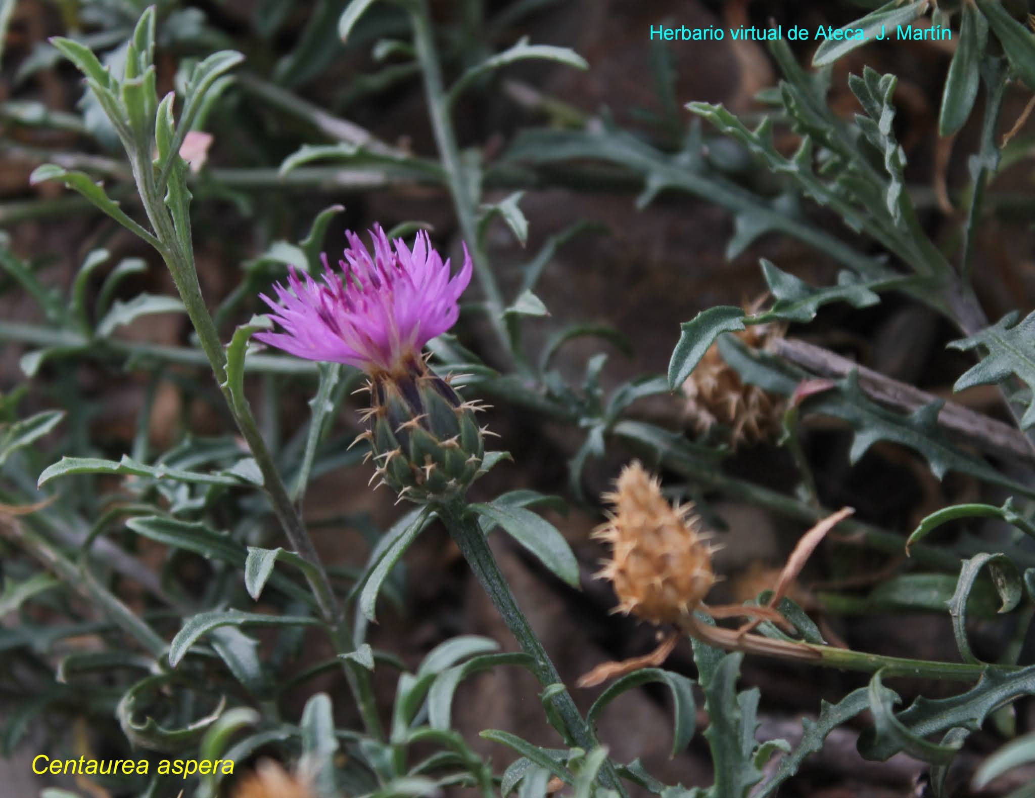 Flora silvestre de Ateca: Centaurea aspera.